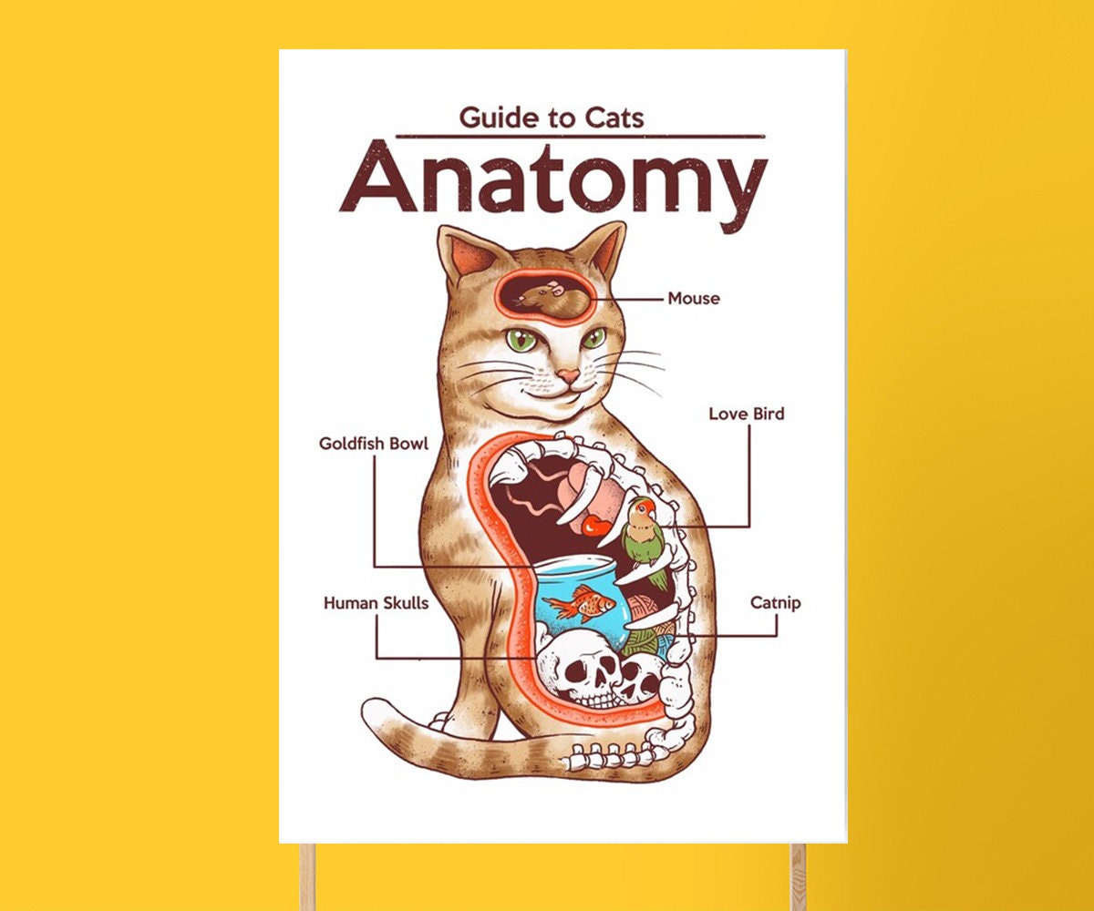 Guide to Cats Anatomy Poster | Etsy