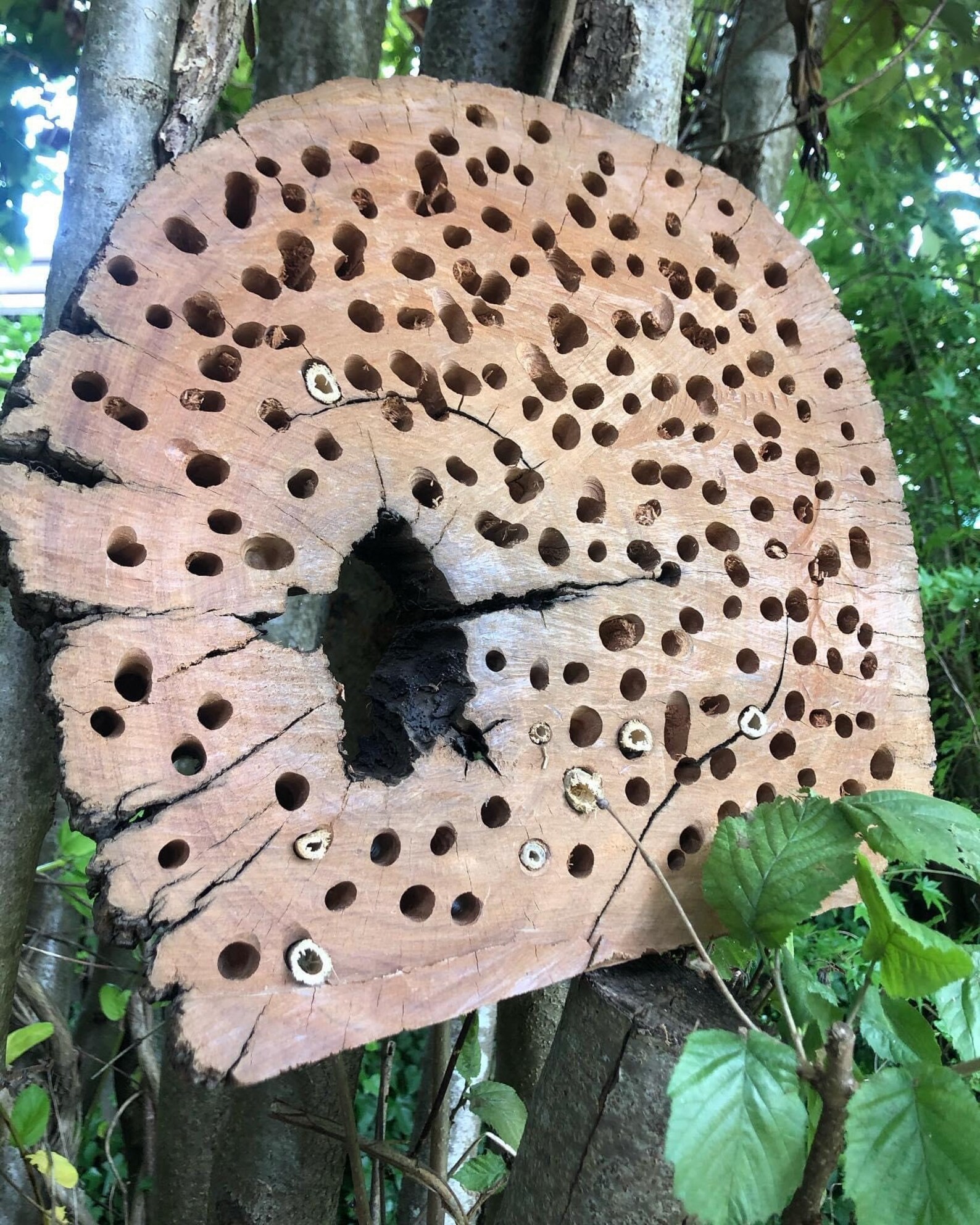 Mr Z Bee Hotel - Etsy