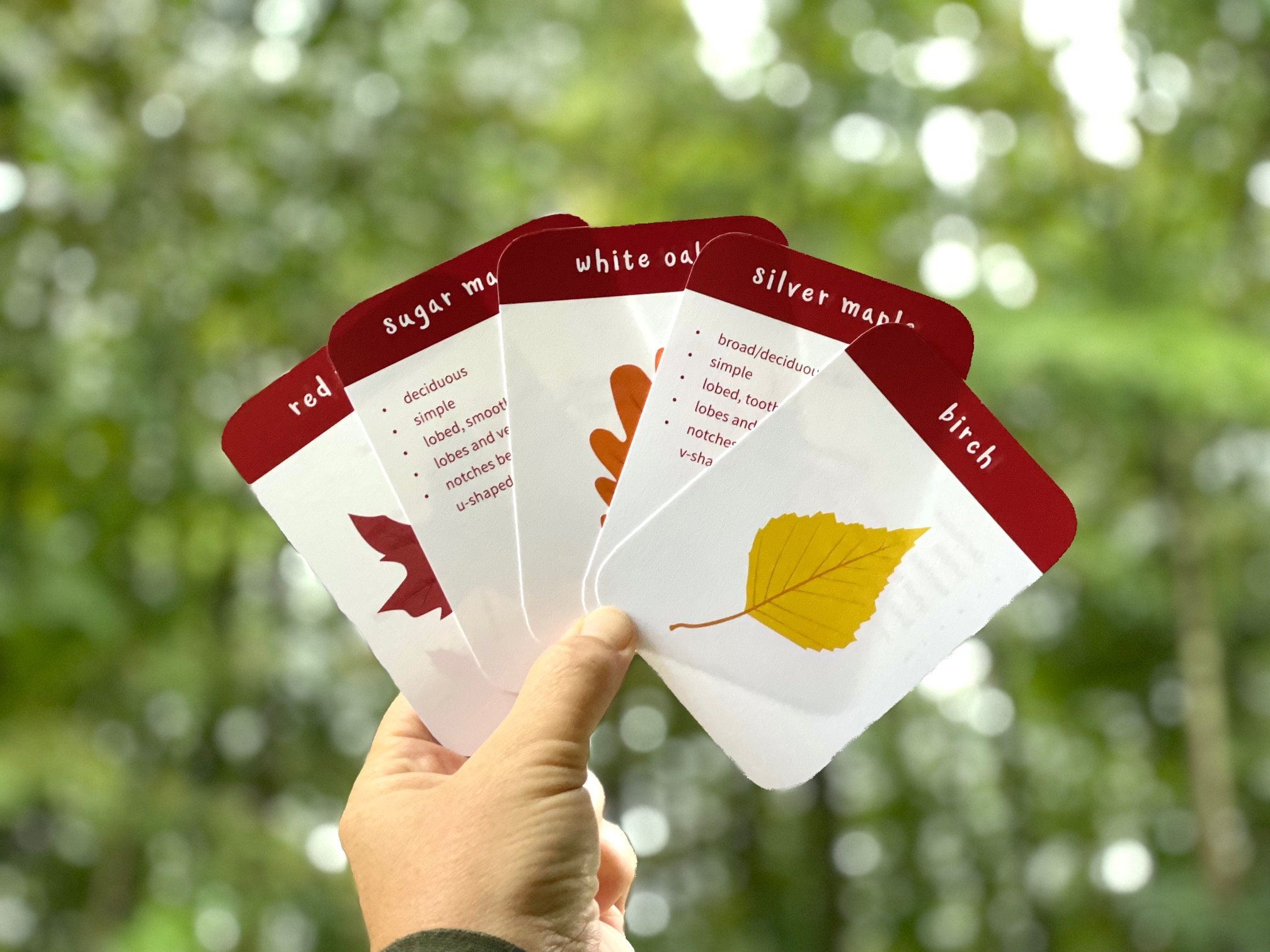 Autumn Leaf Identification Cards Fall Foliage ID Cards Classification ...
