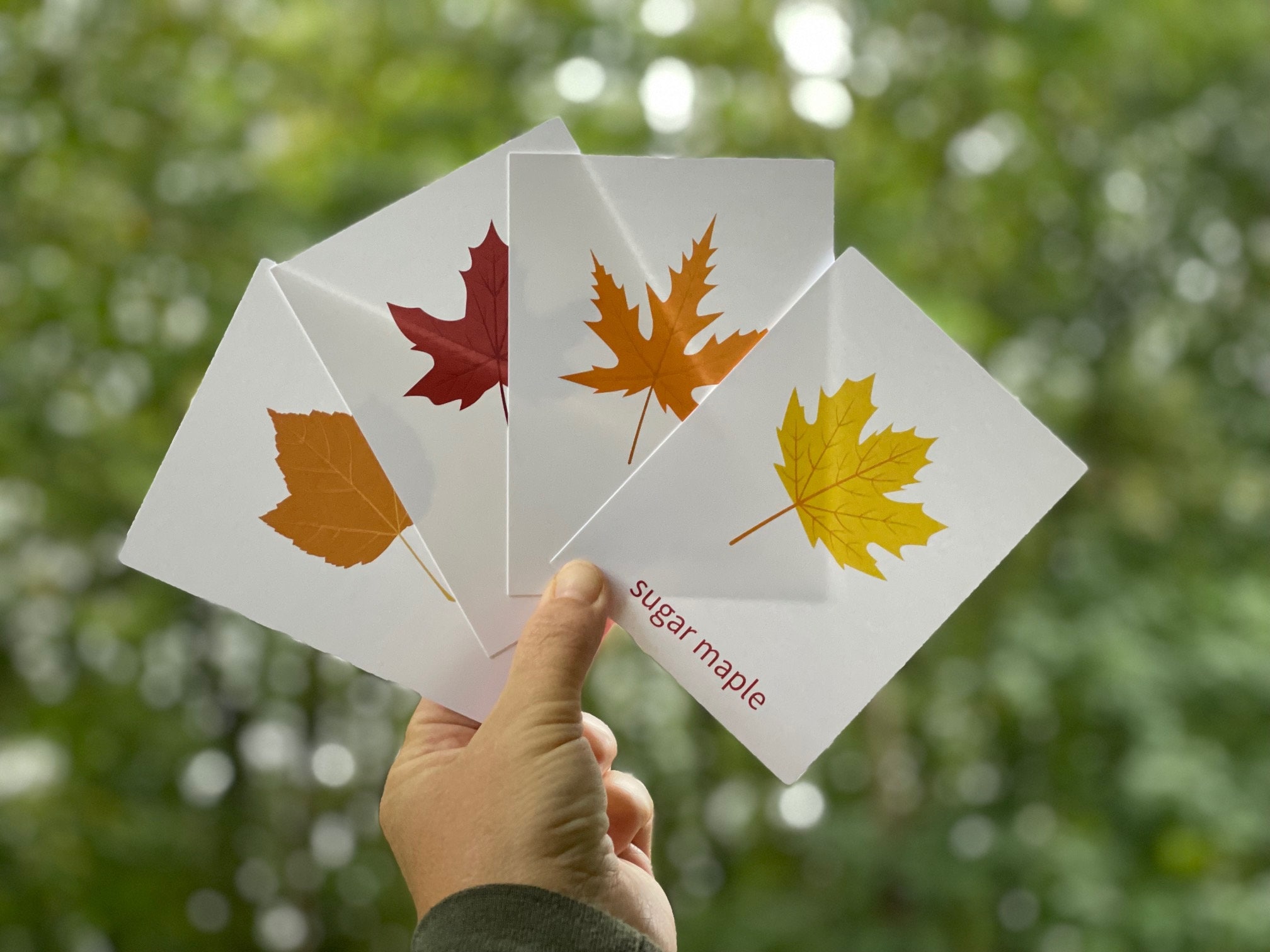 Autumn Leaf Identification Cards - Fall Foliage - ID Cards ...