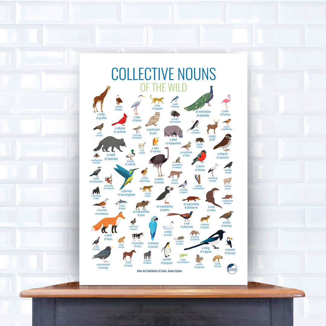 Collective Nouns - Animals & Birds - Wall Art - Nature Art - Nursery ...
