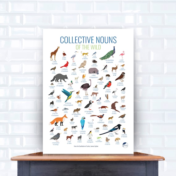Collective Nouns Animals & Birds Wall Art Nature Art - Etsy
