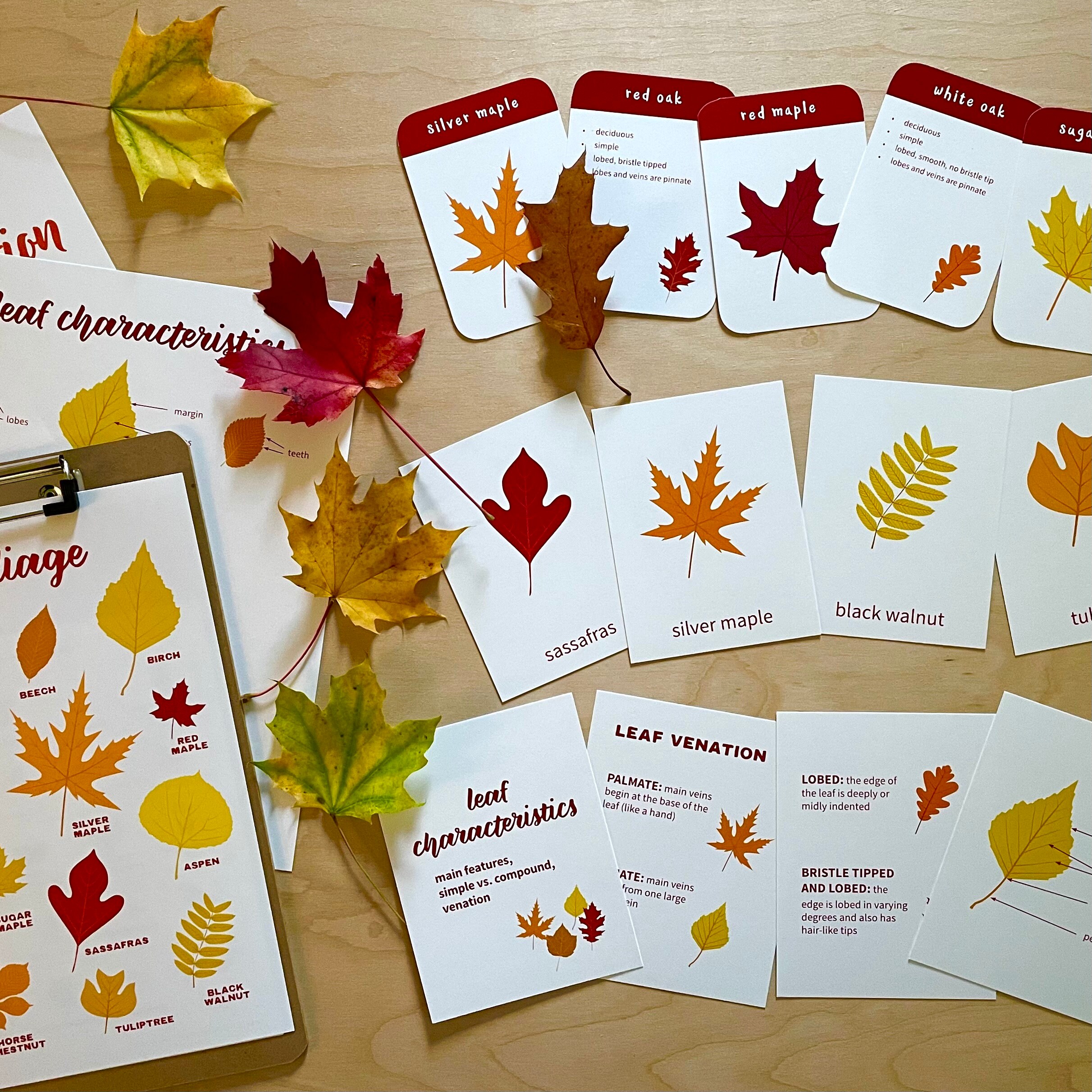 Autumn Leaf Identification Cards - Fall Foliage - ID Cards ...