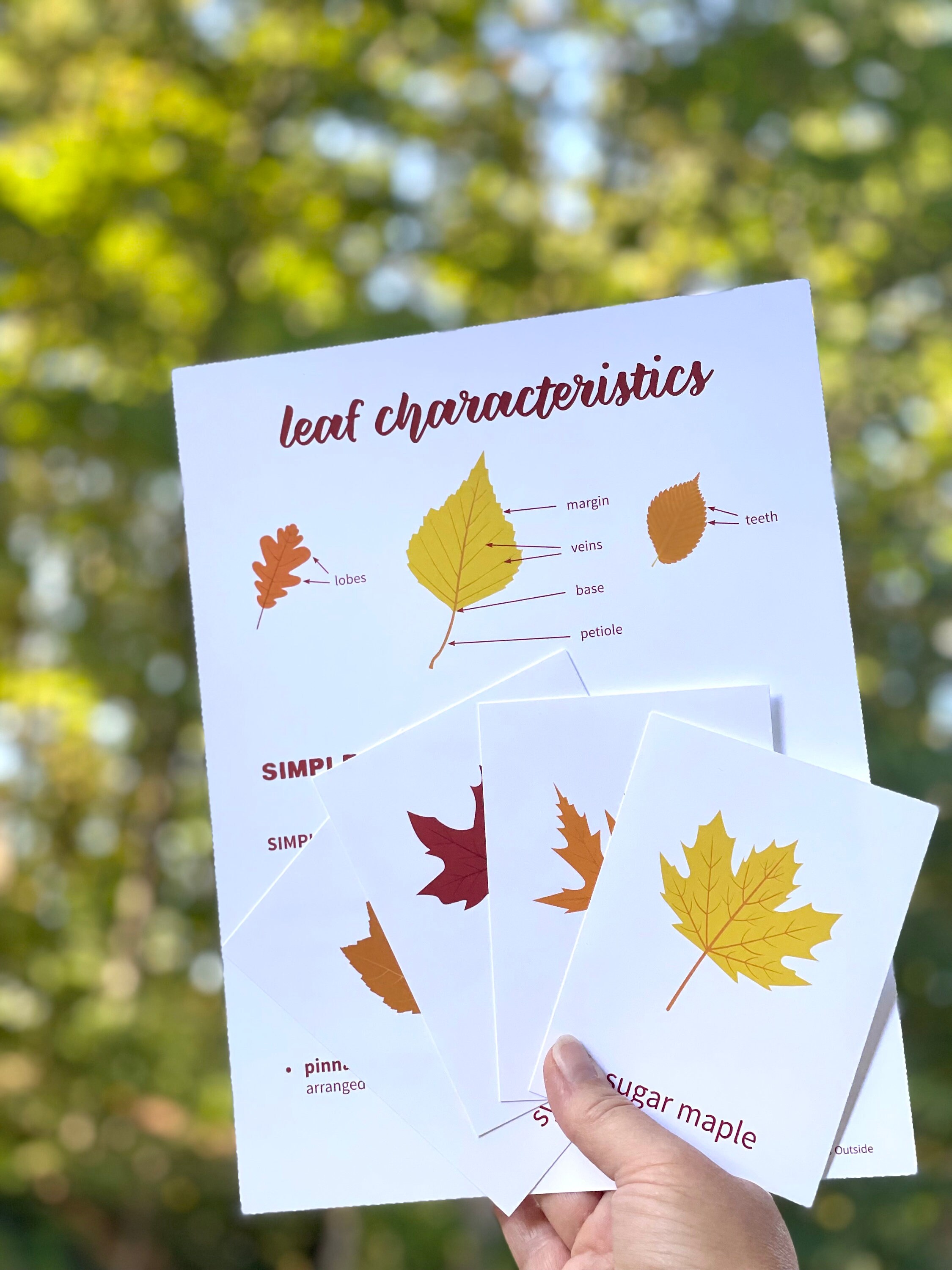 Autumn Leaf Identification Cards Fall Foliage ID Cards Classification ...