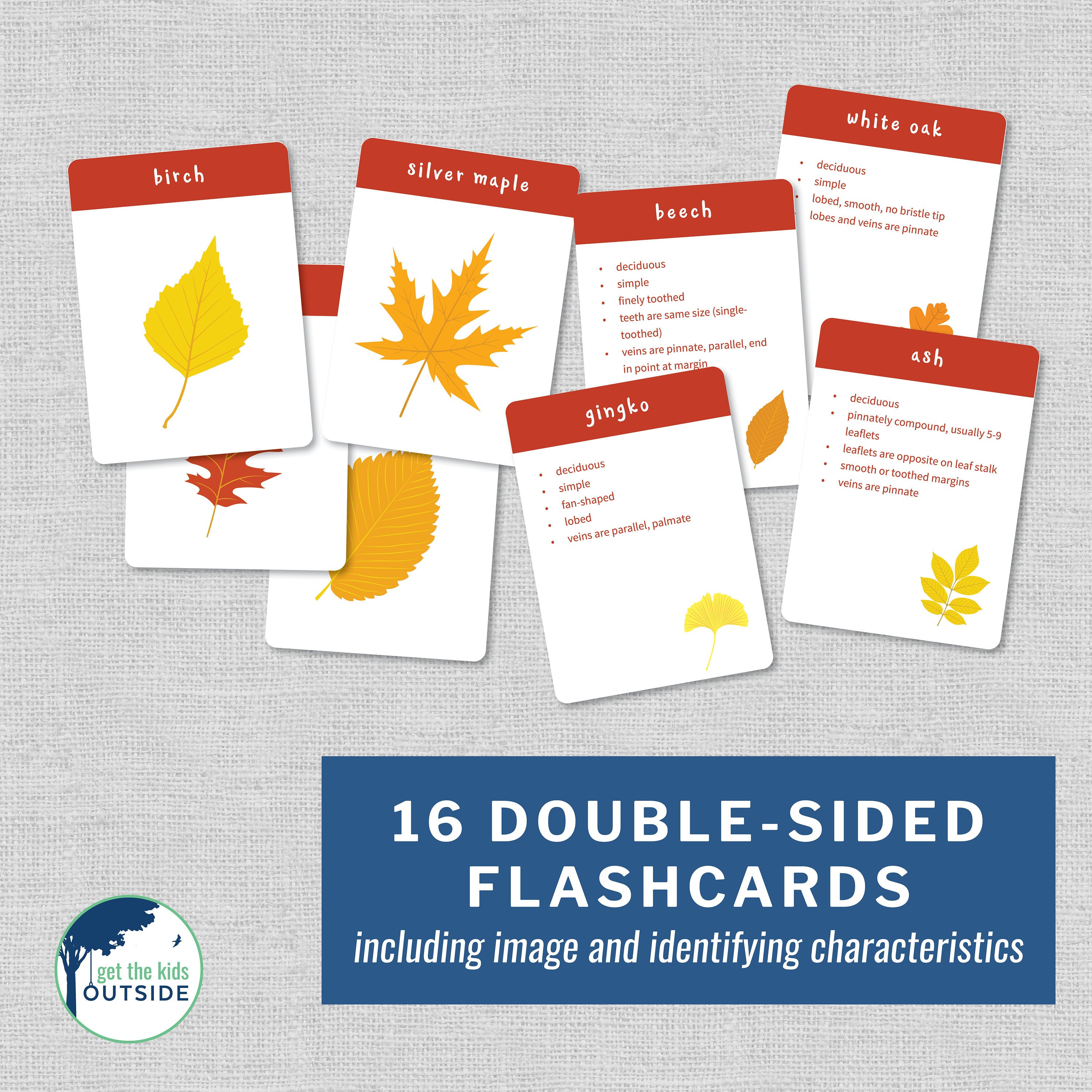 Autumn Leaf Identification Cards - Fall Foliage - ID Cards ...