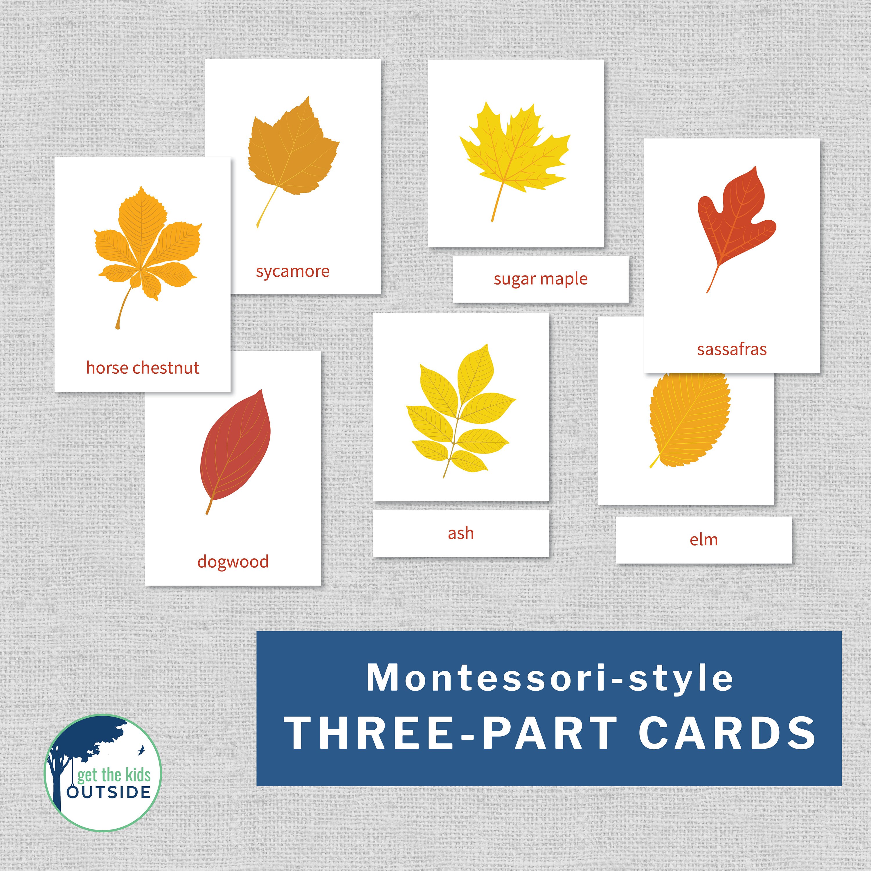 Autumn Leaf Identification Cards Fall Foliage ID Cards Classification ...