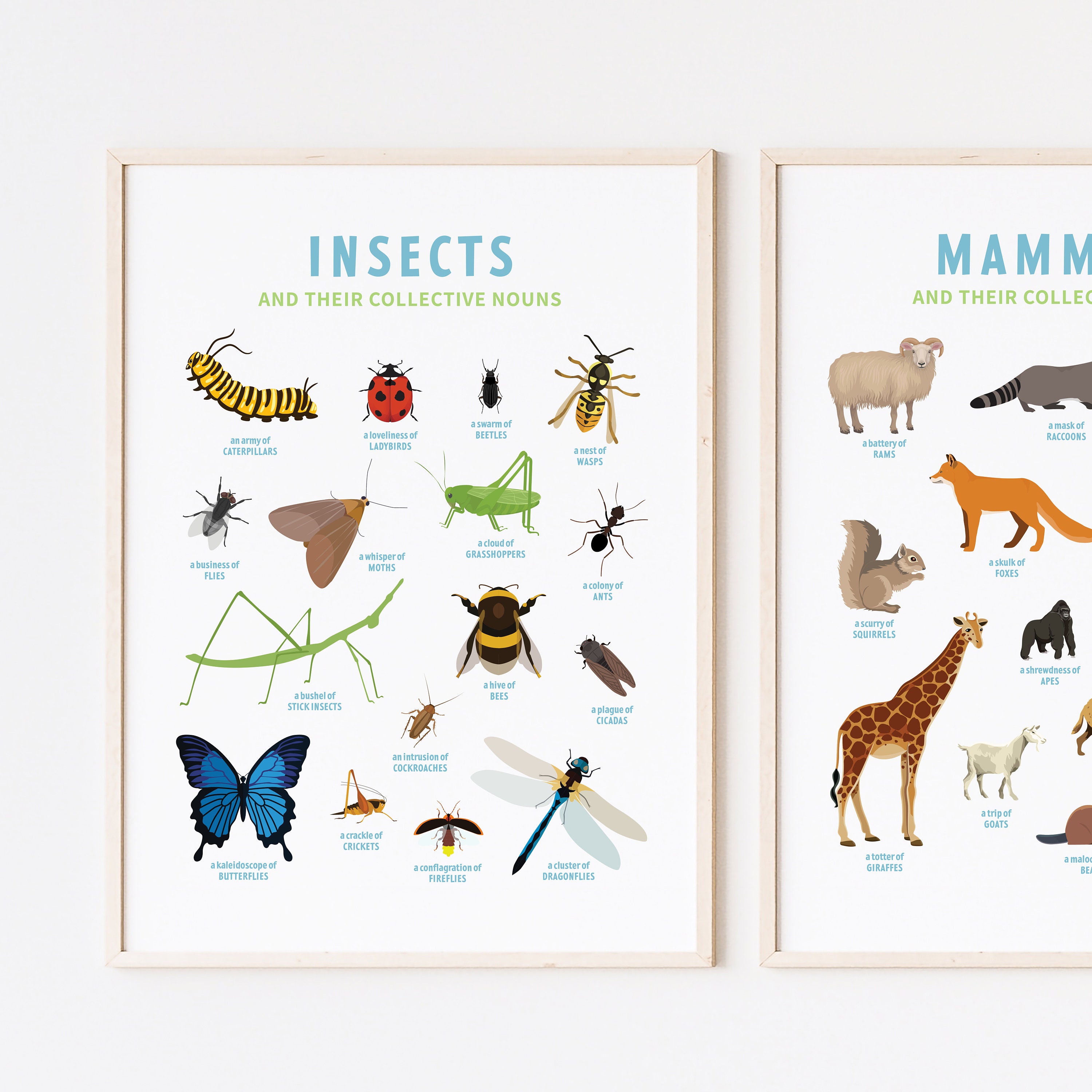 Animal Poster TRIO - Collective Nouns (insects, Mammals, Birds); Animal ...