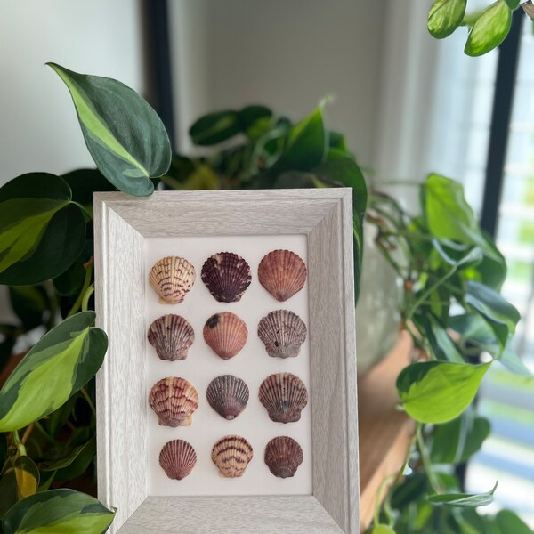 Shell Wall Decor - Etsy