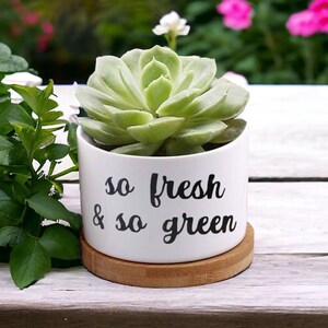 Funny Succulent Planter With Saying | Funny Plant Pot With Quote | Cute ...