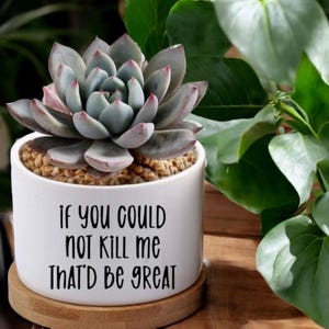 Sassy Succulent Planter Pot | Quirky Plant Pot With Humorous Quotes ...