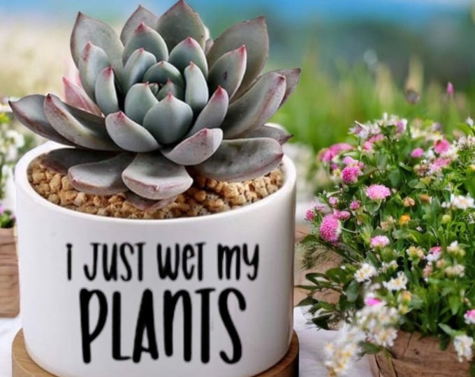 Sassy Succulent Planter Pot | Quirky Plant Pot With Humorous Quotes ...