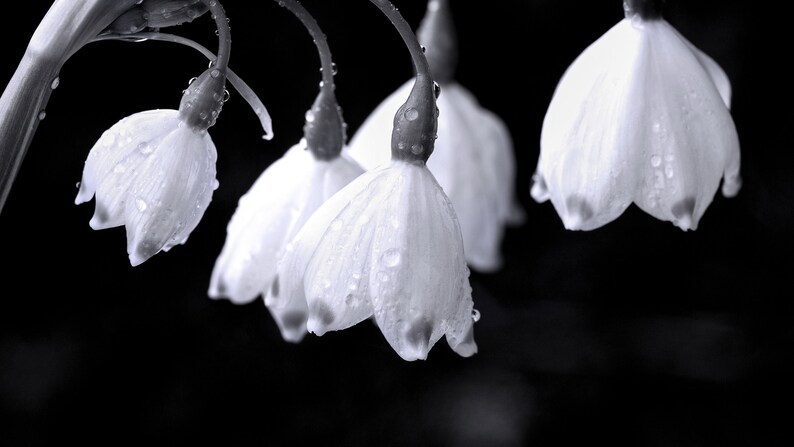 Snowdrop Flowers With Raindrops A Stunning Black and White Canvas ...