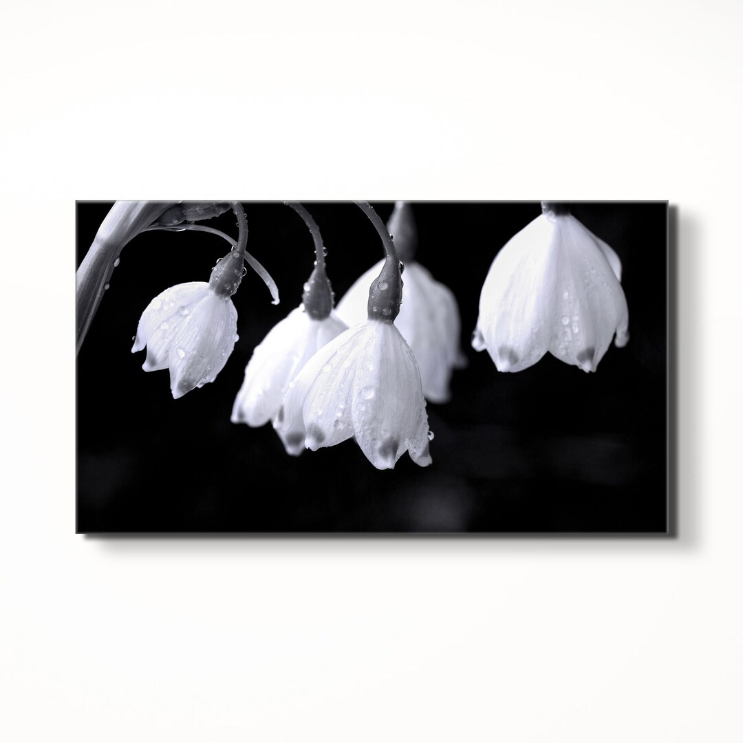 Snowdrop Flowers With Raindrops A Stunning Black and White Canvas ...