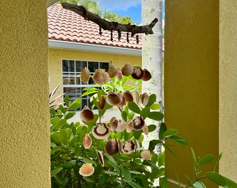 Scallop Shell Wind Chime - Etsy