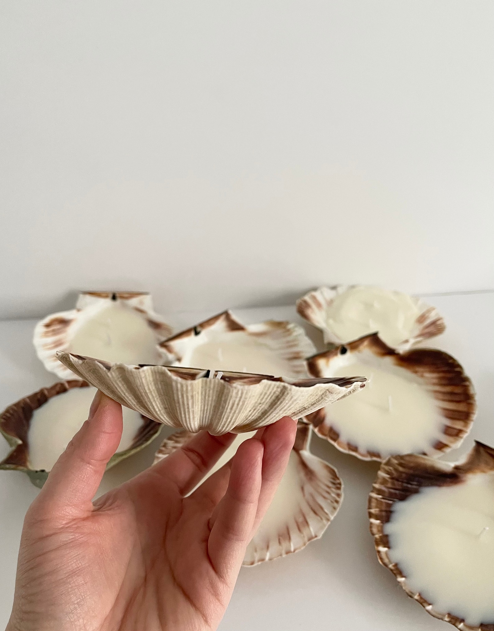 10 Set of Shells Craft Supply Large SET OF Shells Shell for | Etsy