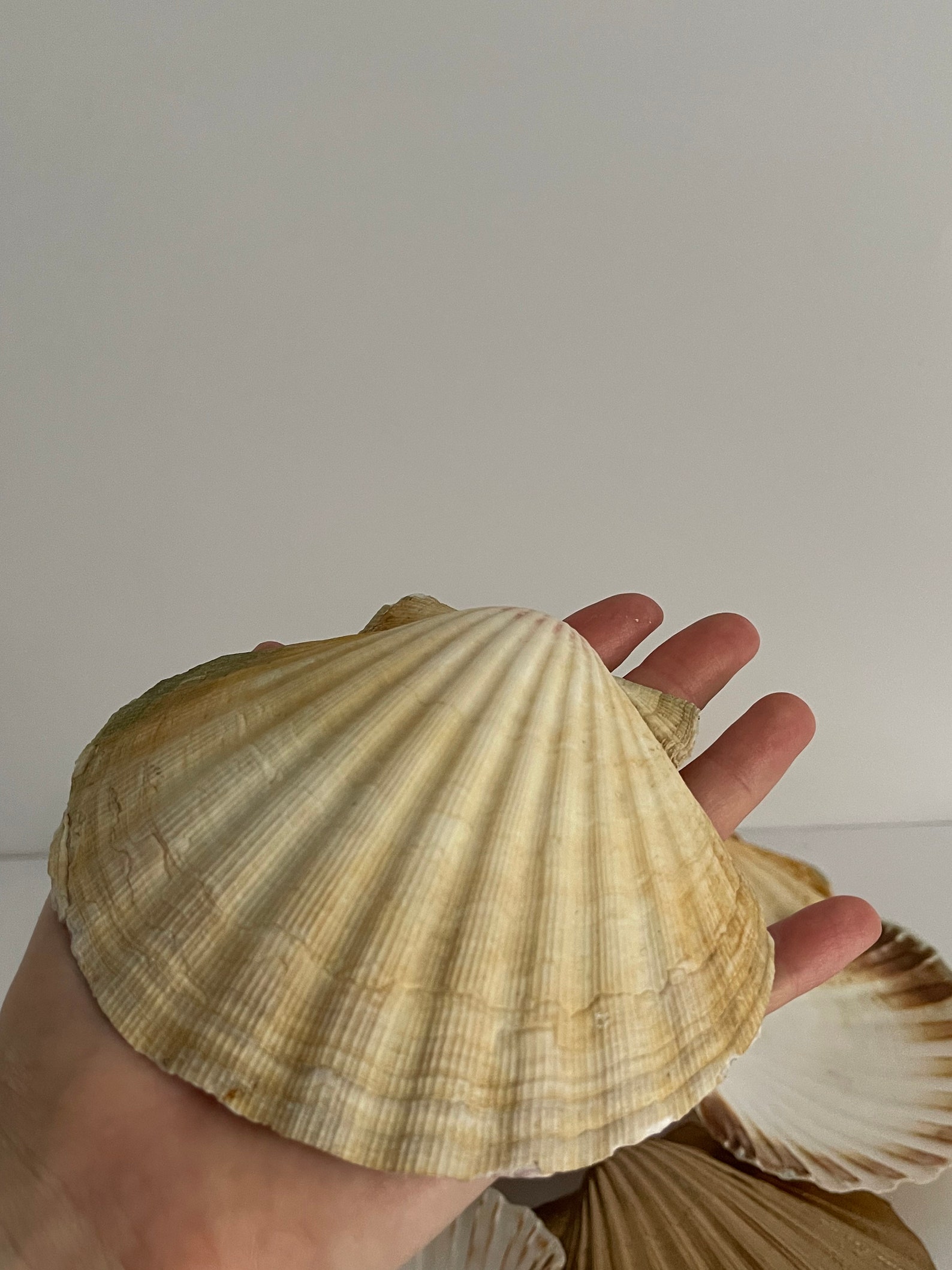 10 Set of Shells Craft Supply Large SET OF Shells Shell for | Etsy