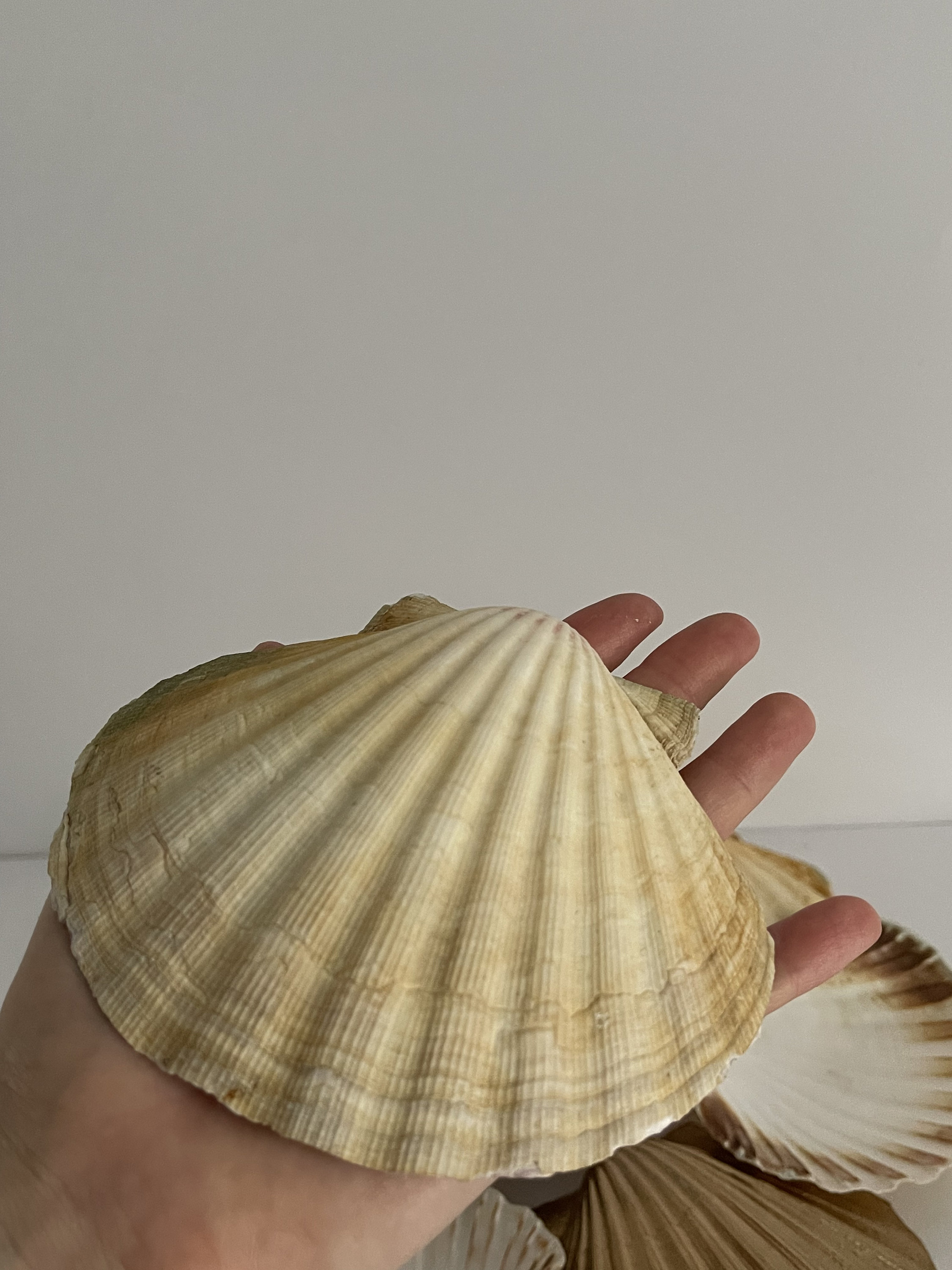 10 Set of Shells Craft Supply Large SET OF Shells Shell for | Etsy