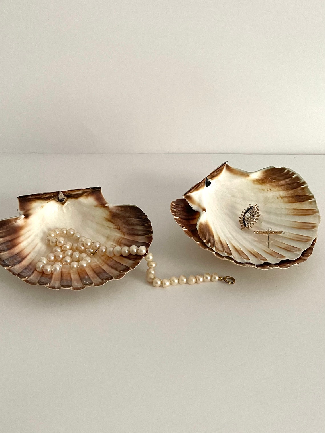 10 Set of Shells Craft Supply Large SET OF Shells Shell for | Etsy