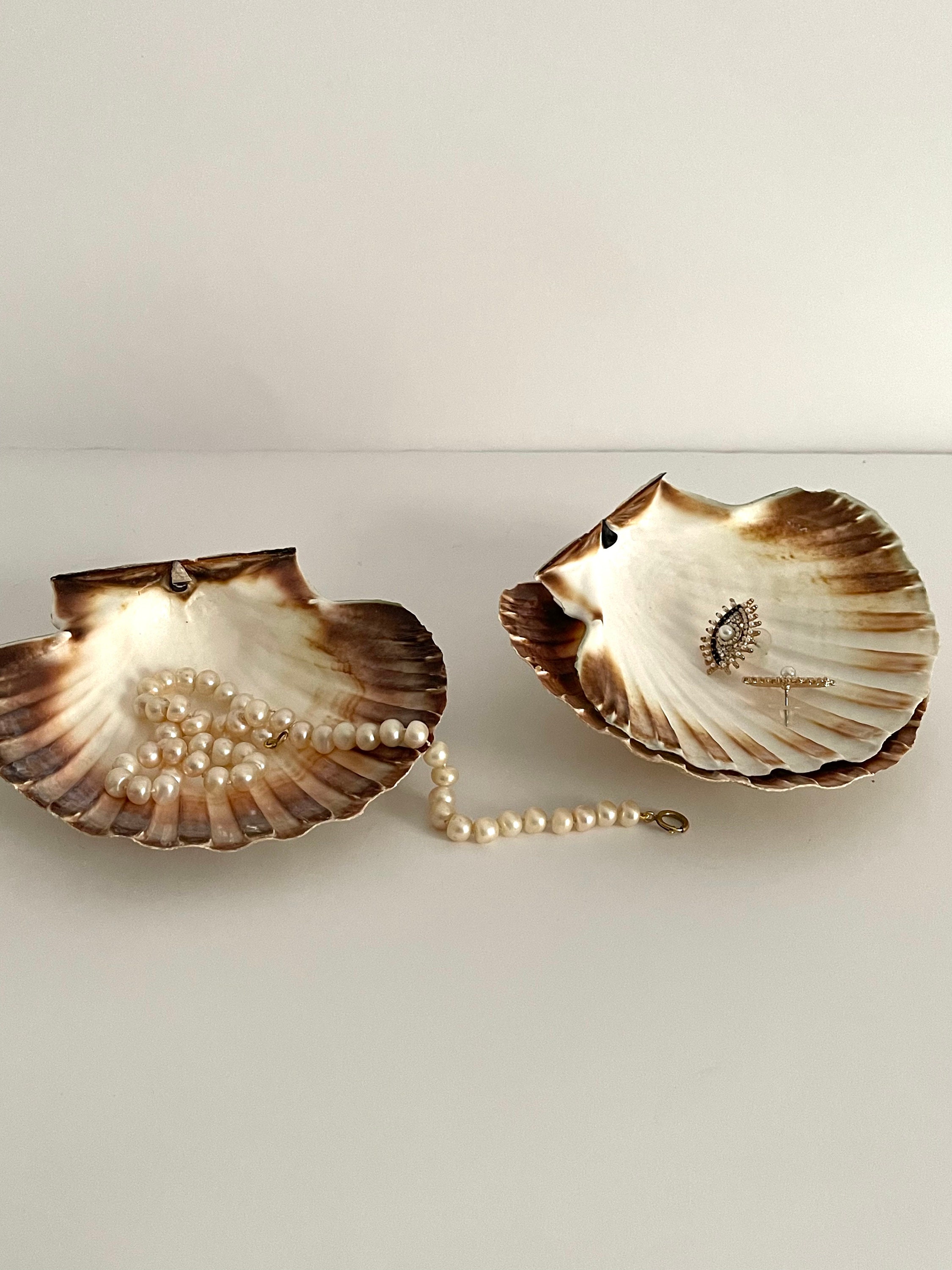 10 Set of Shells Craft Supply Large SET OF Shells Shell for | Etsy