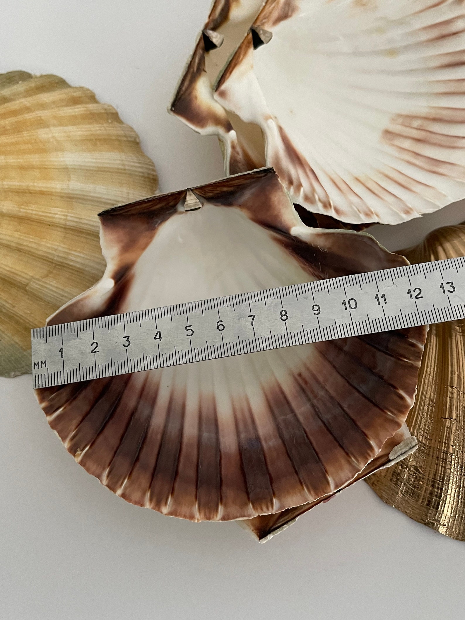 10 Set of Shells Craft Supply Large SET OF Shells Shell for | Etsy