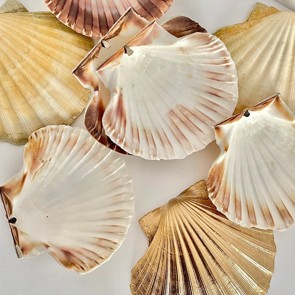 Scallop Shell - Etsy