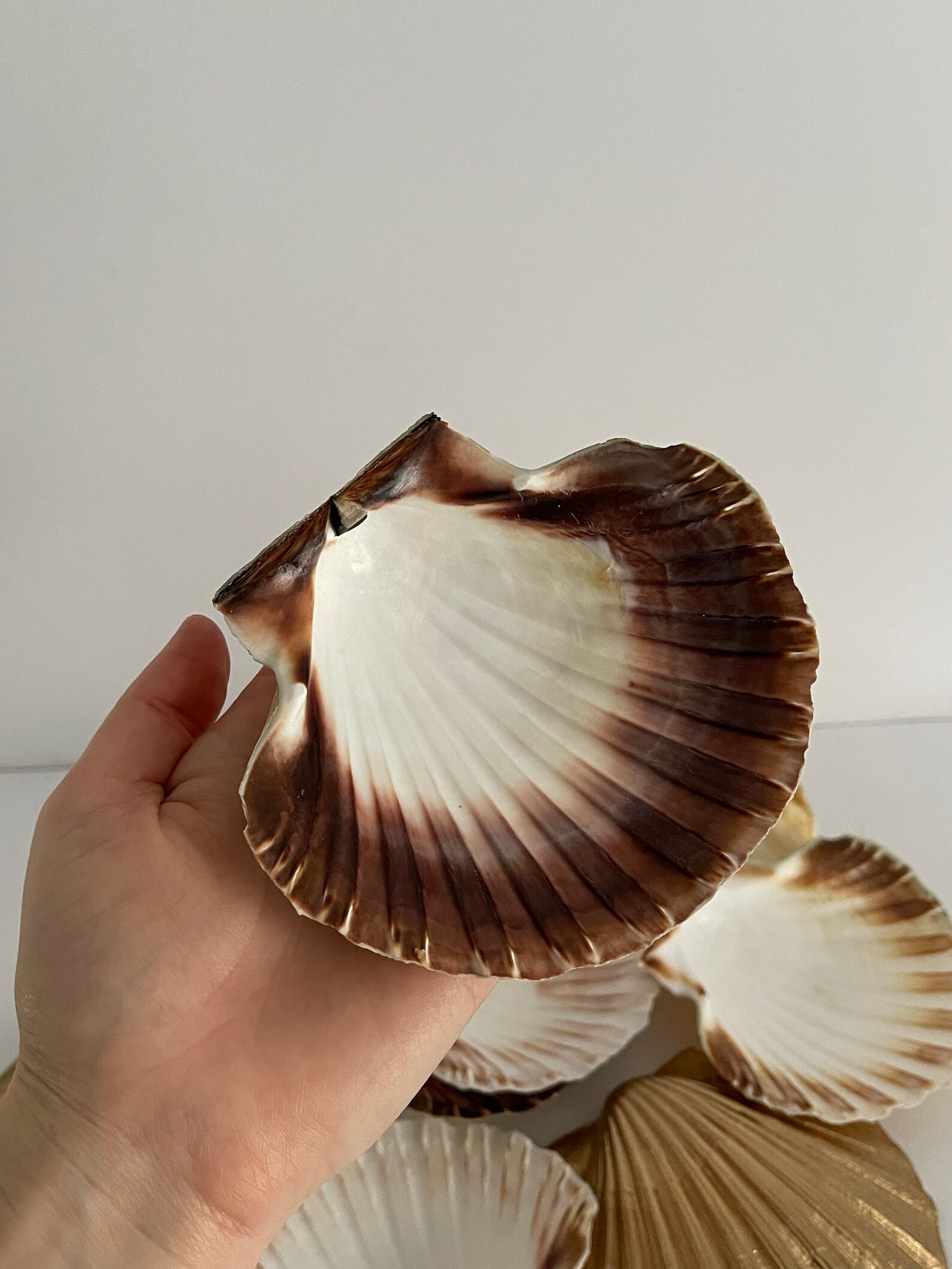 10 Set of Shells Craft Supply Large SET OF Shells Shell for | Etsy