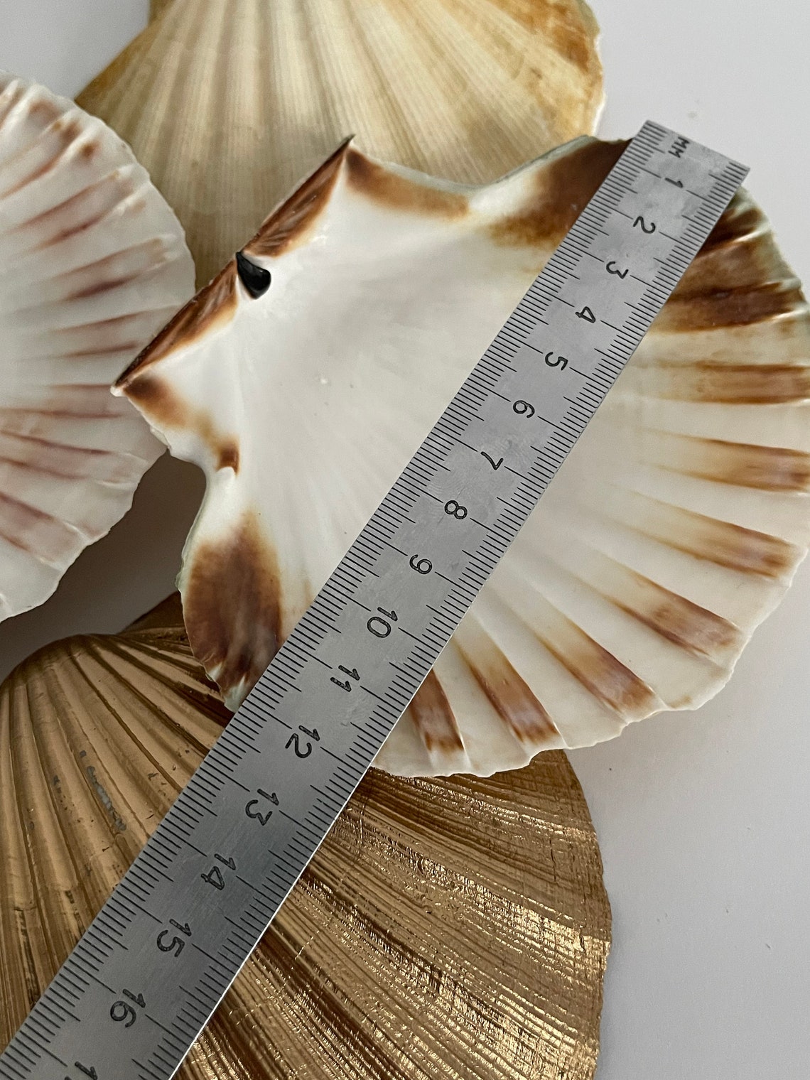 10 Set of Shells Craft Supply Large SET OF Shells Shell for | Etsy