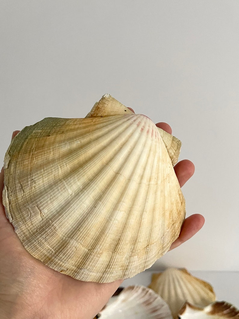 10 Set of Shells Craft Supply Large SET OF Shells Shell for | Etsy