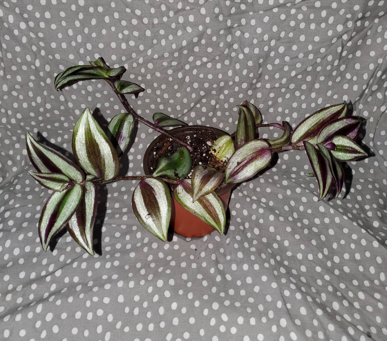 Transcendia zebrina 4in pot | Etsy