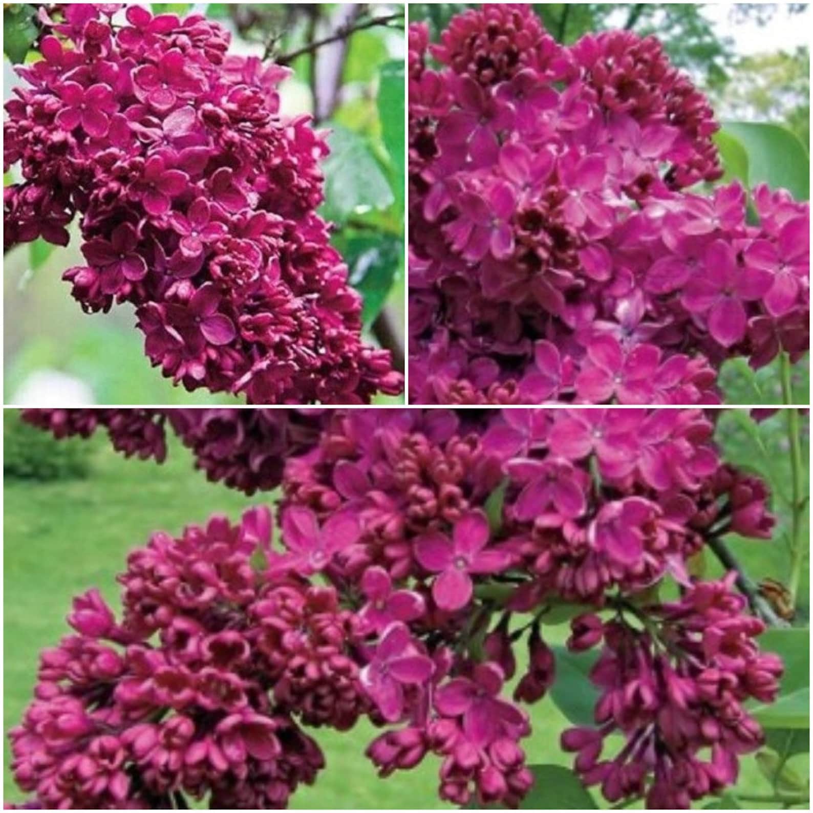 25 Pcs Lilac Seeds Red Lilac Red French Lilac Syringa | Etsy
