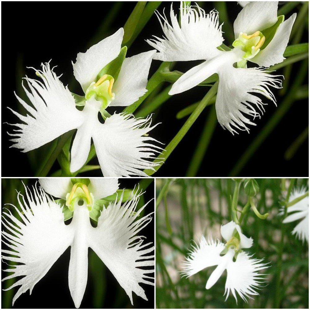 Habenaria Radiata Seeds White Egret Orchid Seeds Orchid | Etsy