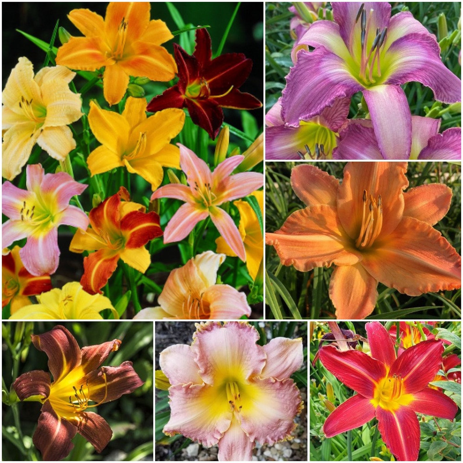 Hemerocallis Daylily Seeds, Daylily Seeds Mixed Colors, Hemerocallis ...