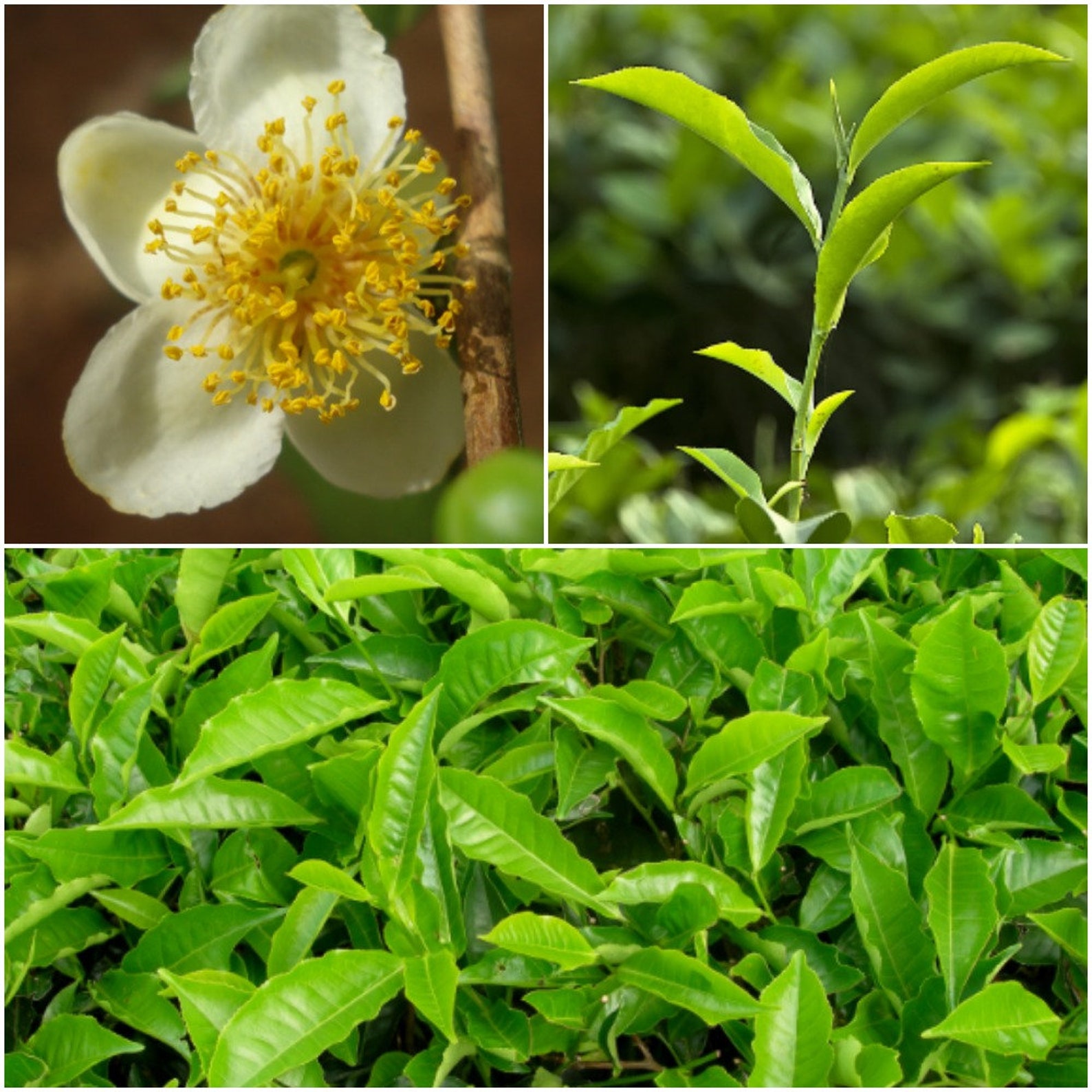 Camellia Sinensis Seeds Tea Plant Seeds Tea Shrub Seeds | Etsy