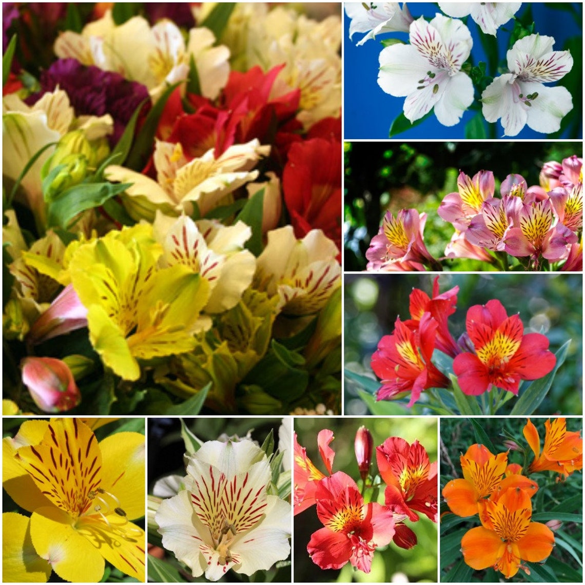 Alstroemeria Seeds Peruvian Lily Seeds Mixed Colors Lily Of | Etsy