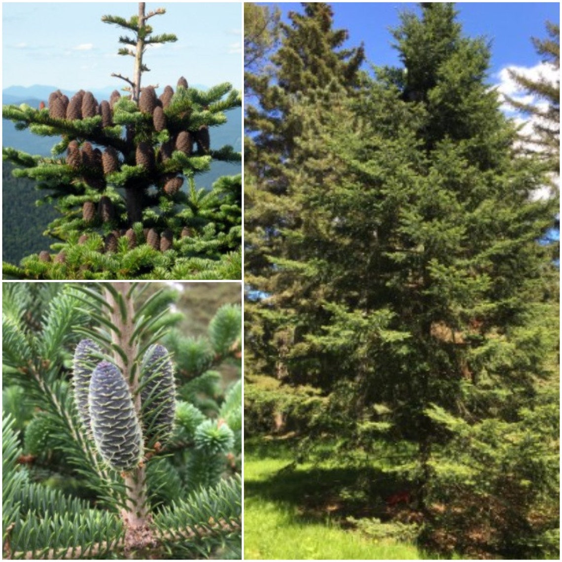 Abies Balsamea Seeds Balsam Fir Seeds Fir Tree Seeds Balsam | Etsy