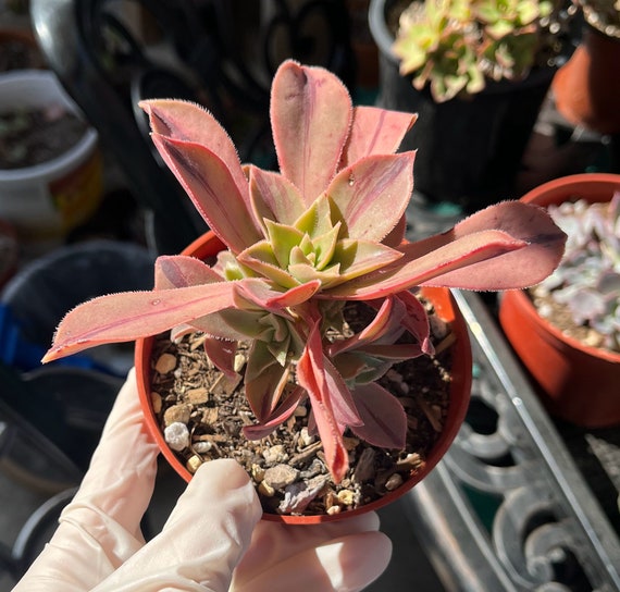 Aeonium Leucoblepharum Succulent Plants - Etsy