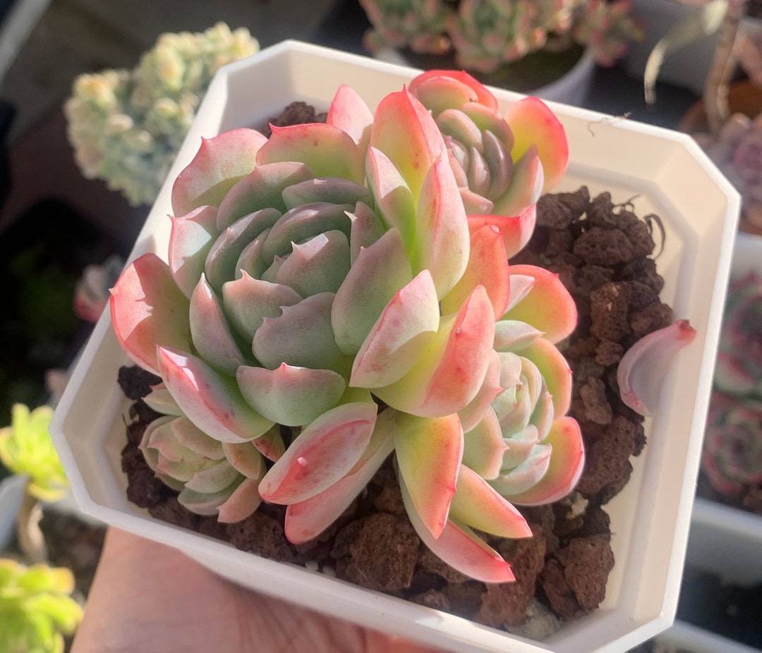 Echeveria Elegans Raspberry Ice/echeveria 'ice Berry' - Etsy
