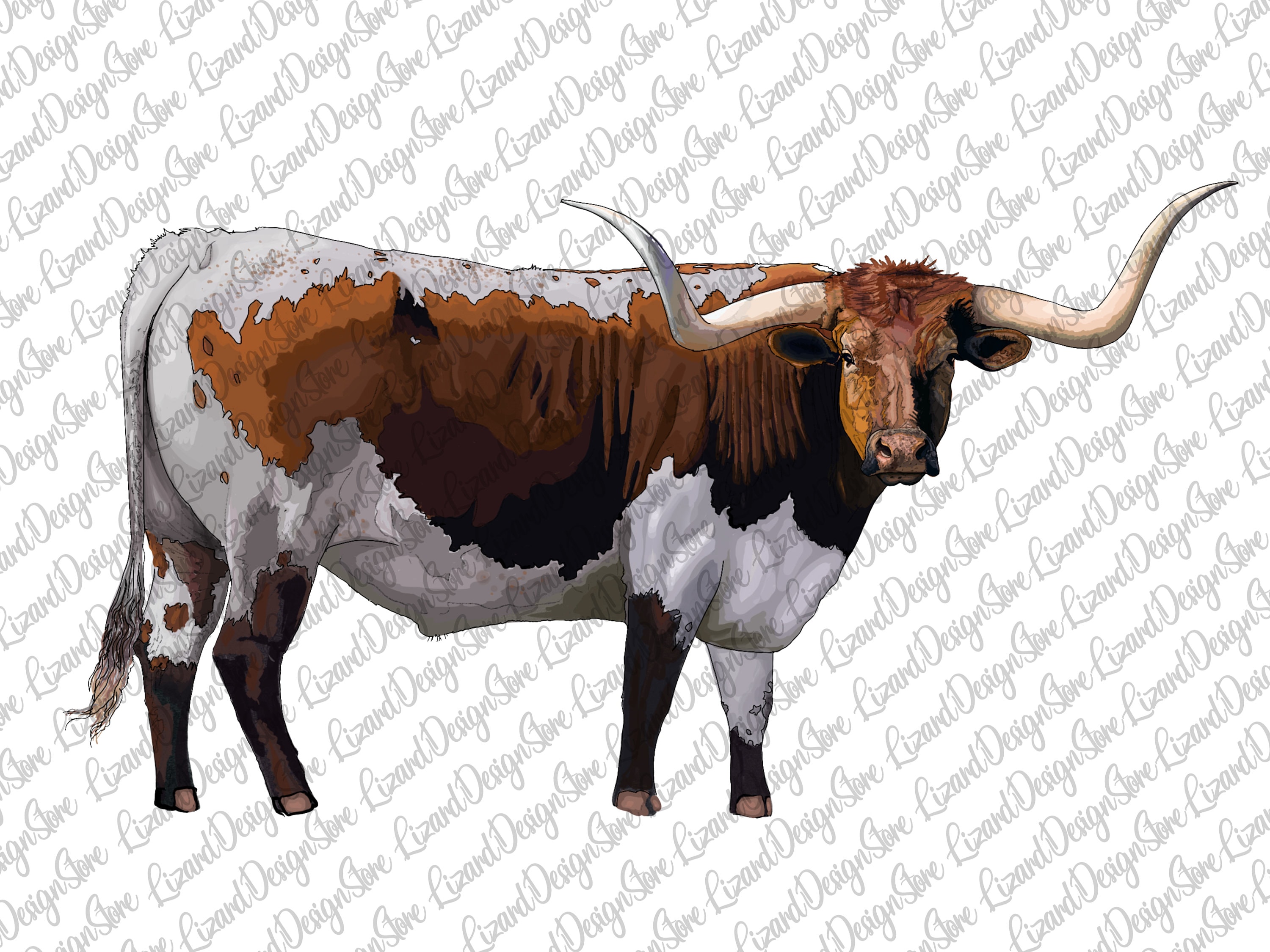 Longhorn Cattle Drawing
