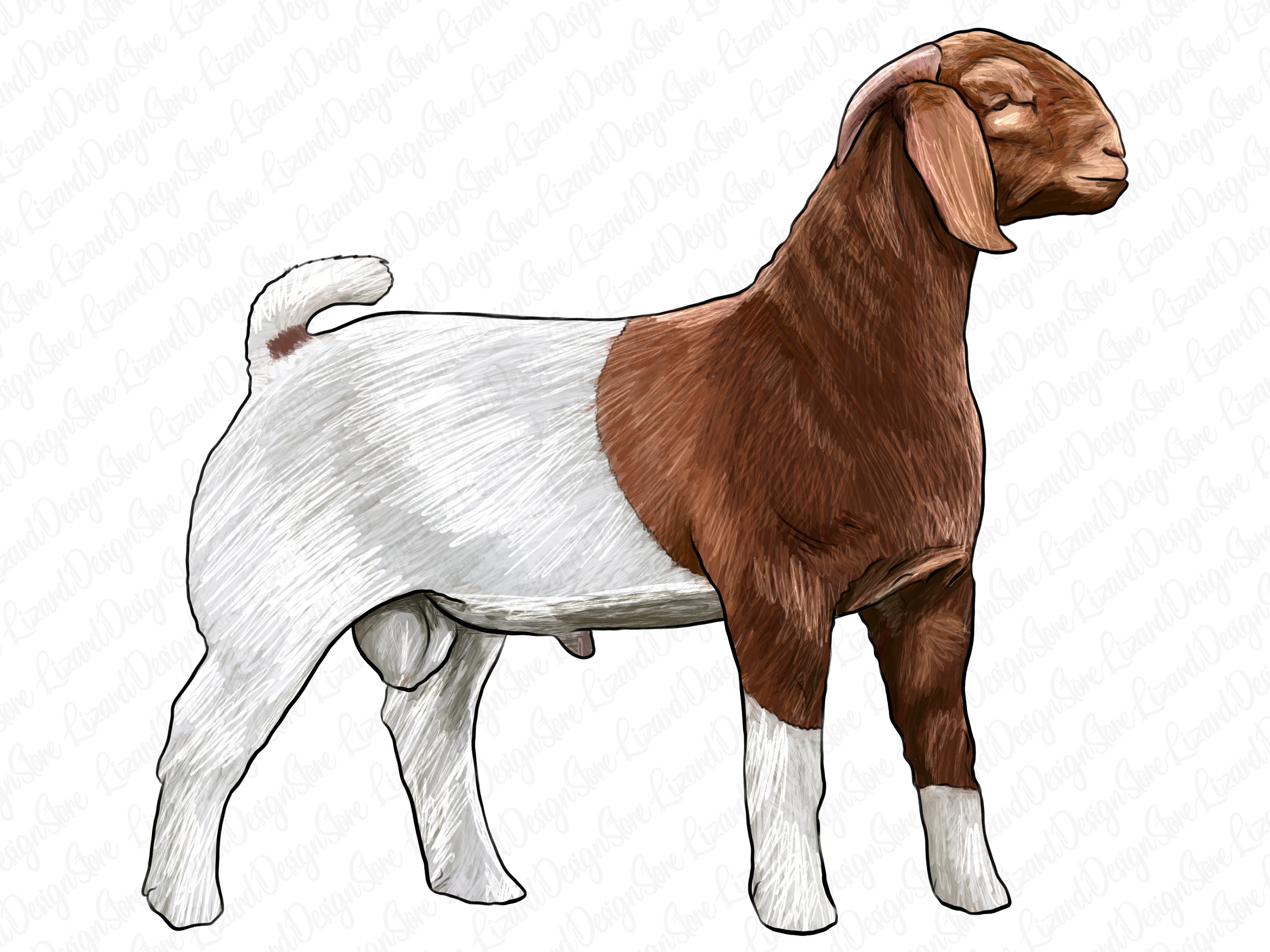 Boer Goat Clip Art