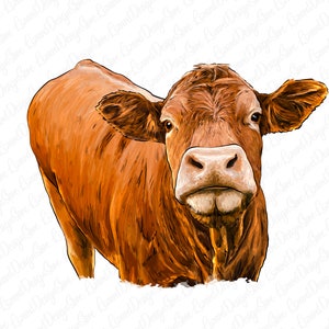 Red Angus Cow Png, Western Red Angus Cow Png, Red Angus Cattle Png, Cow ...