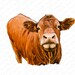 Red Angus Cow Png, Western Red Angus Cow Png, Red Angus Cattle Png, Cow ...