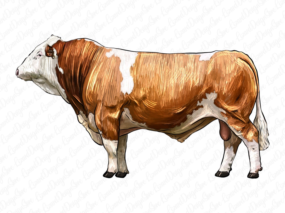 Simmental Bull Png, Western Simmental Bull Png, Cattle Png, Bull Png ...