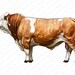 Simmental Bull Png, Western Simmental Bull Png, Cattle Png, Bull Png ...