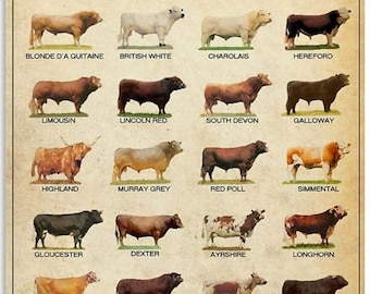Cattle Canvas Poster - Etsy