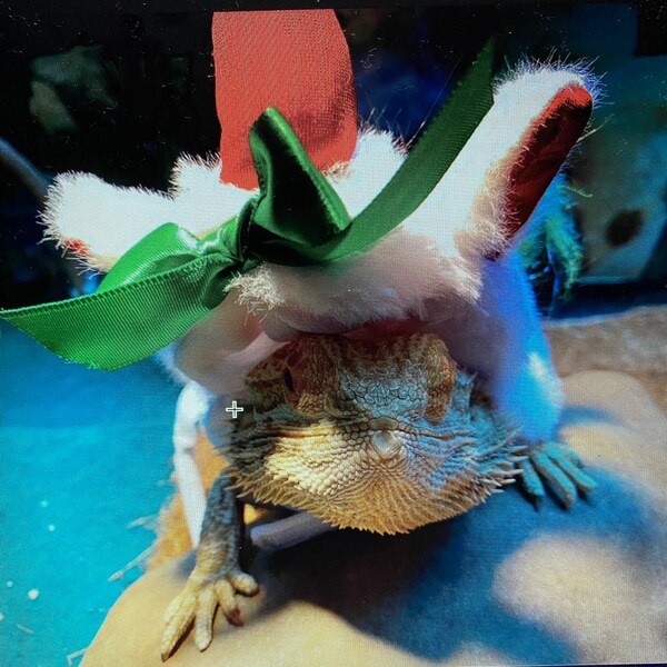 Sugar Glider Costume - Etsy