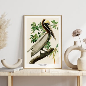 John Audubon Gallery Wall Art Set of 6 Bird Print Pelican Owl Poster ...