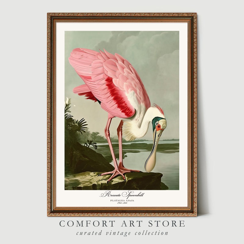 Roseate Spoonbill - Etsy