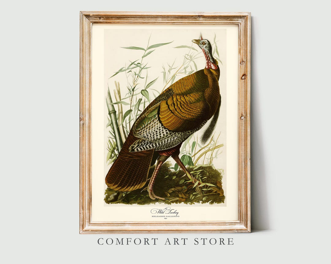 John James Audubon Bird Print Wild Turkey Vintage Poster Retro Nature ...