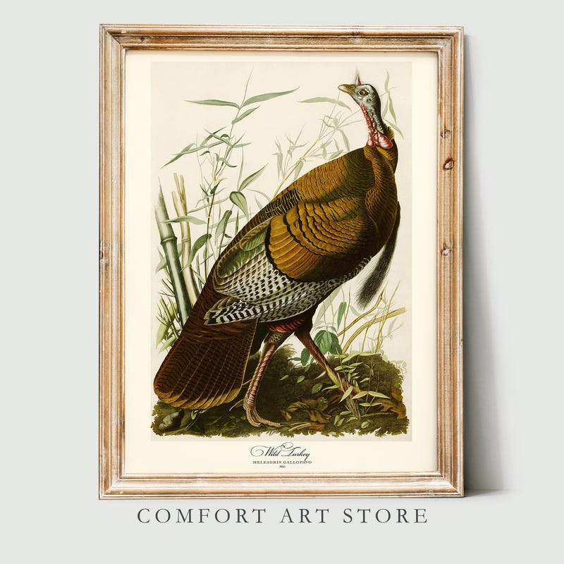 John James Bird Prints - Etsy
