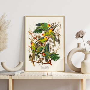 John Audubon Gallery Wall Art Set of 4 Bird Print Retro Jay Poster ...